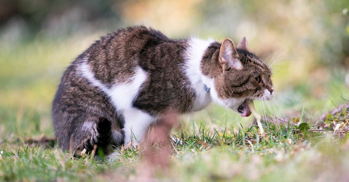 Cat Keeps Throwing Up - YDoWeLovePets Cat Keeps Throwing Up - YDoWeLovePets
